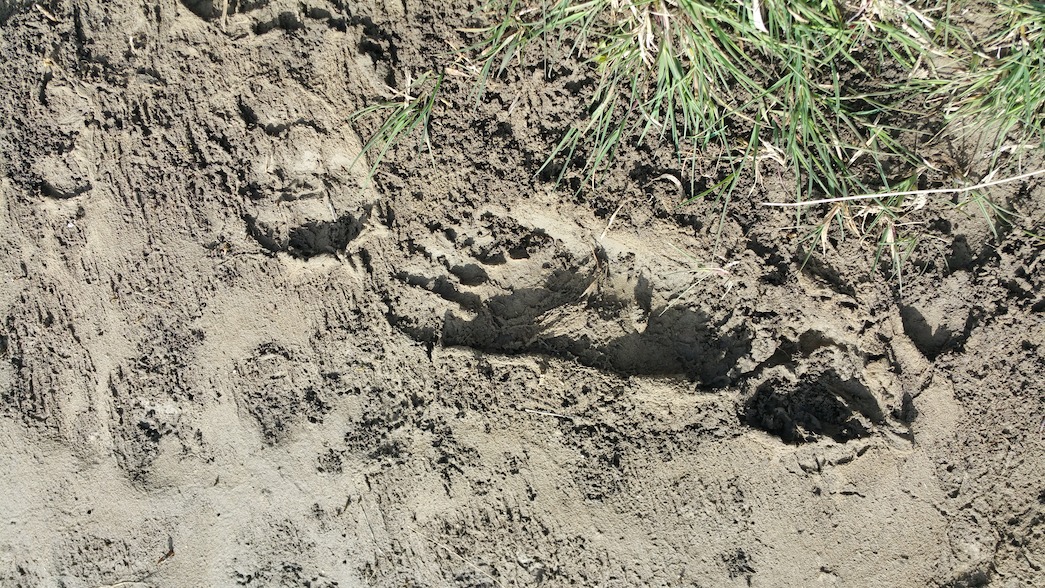 ‘Unsolved Mysteries’ Volume 3: ‘Paranormal Rangers’ - Netflix Tudum