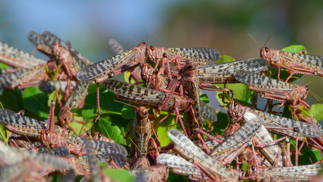 How Is 'Our Planet II' Made? Filmmakers Answer Questions About the ...