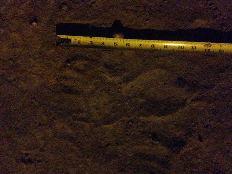 ‘Unsolved Mysteries’ Volume 3: ‘Paranormal Rangers’ - Netflix Tudum