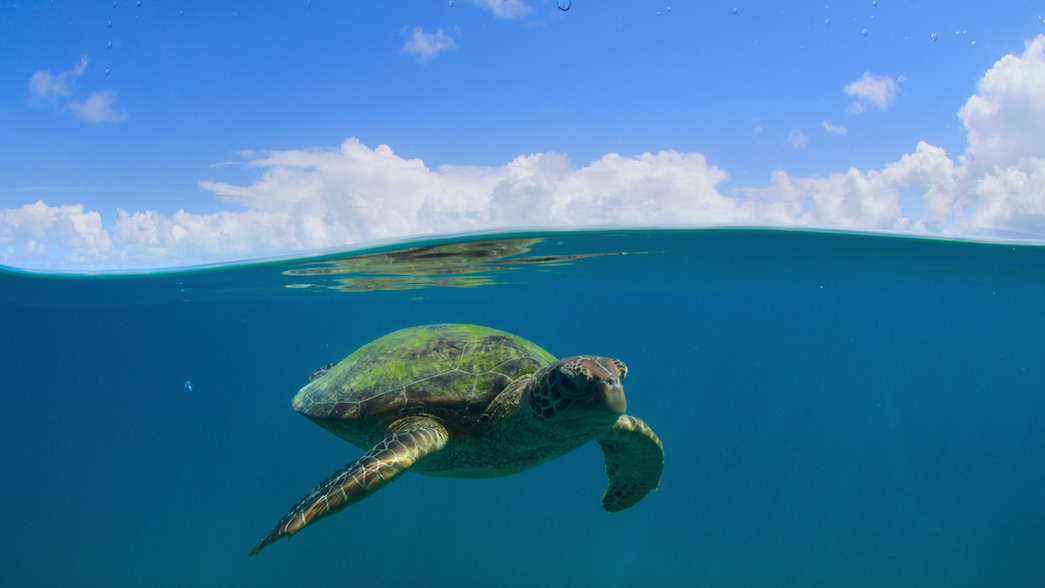 ‘Our Great National Parks’ Has Some Lush and Majestic Locations ...
