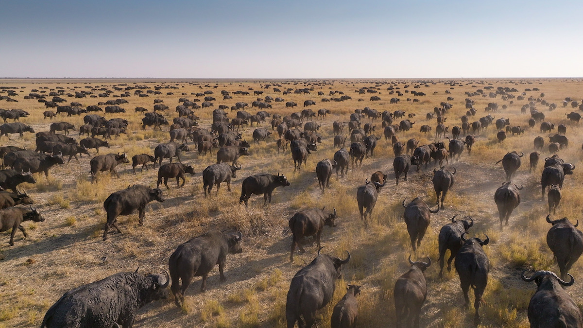 How Is 'Our Planet II' Made? Filmmakers Answer Questions About the ...