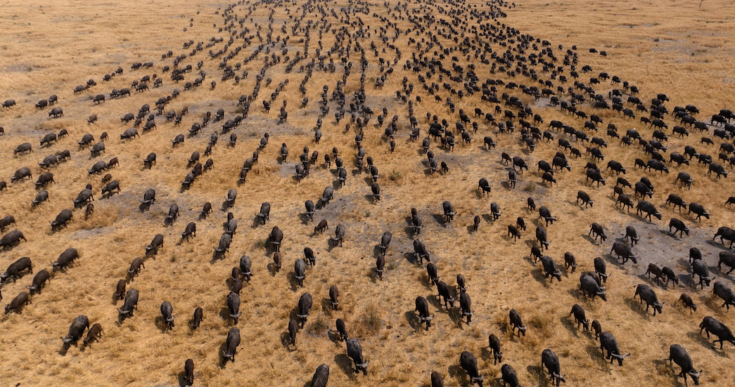 Our Planet II Preview: Watch the First 5 Minutes of the New Series ...