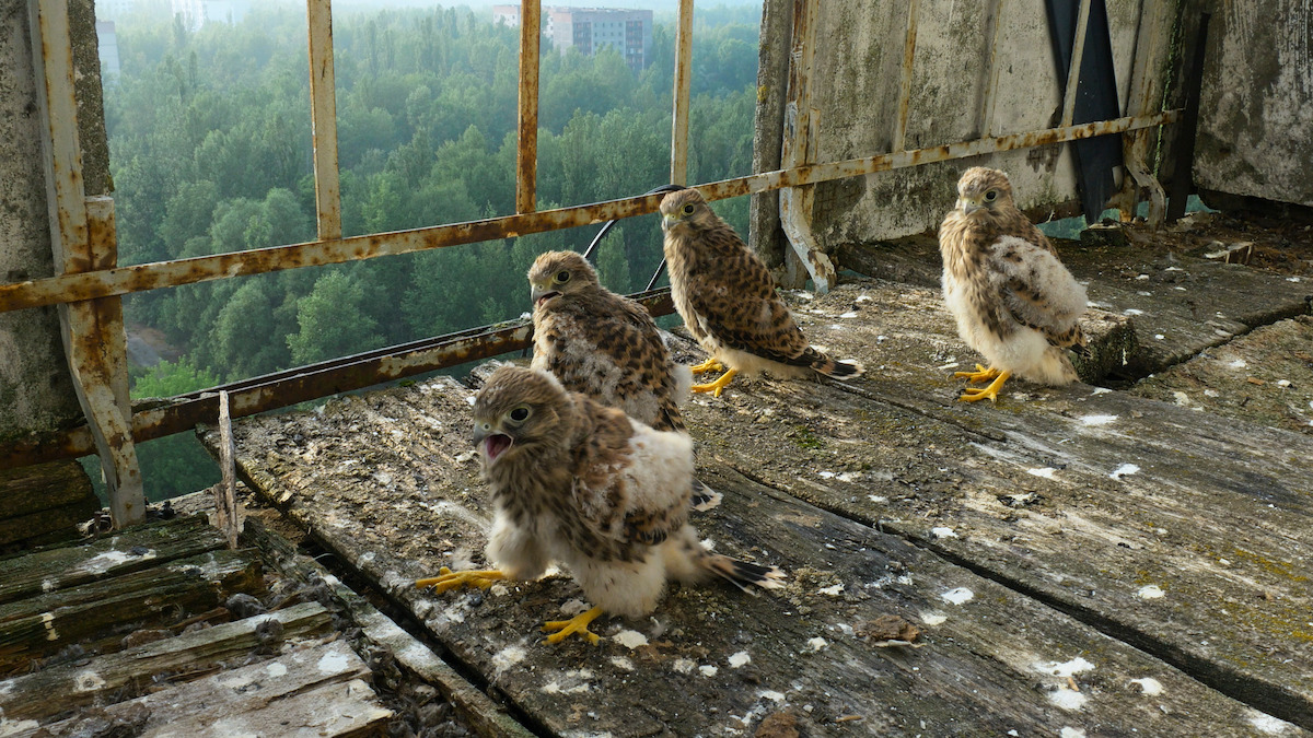 7 Best Nature Documentaries to Stream Right Now - Netflix Tudum