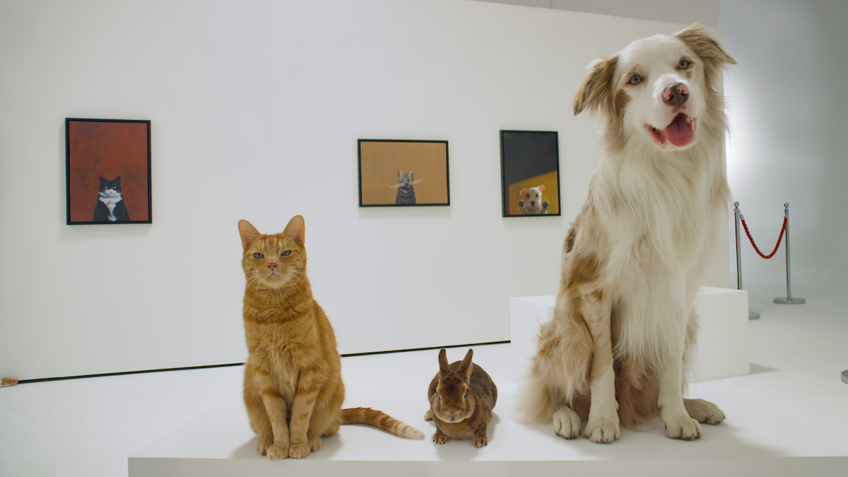 Cat movies and TV shows on Netflix, including Inside the Mind of a Cat ...