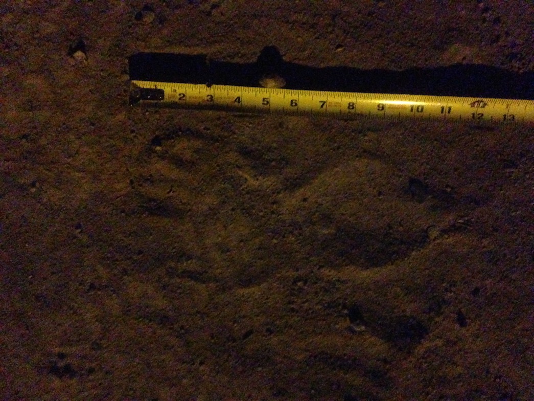 ‘Unsolved Mysteries’ Volume 3: ‘Paranormal Rangers’ - Netflix Tudum