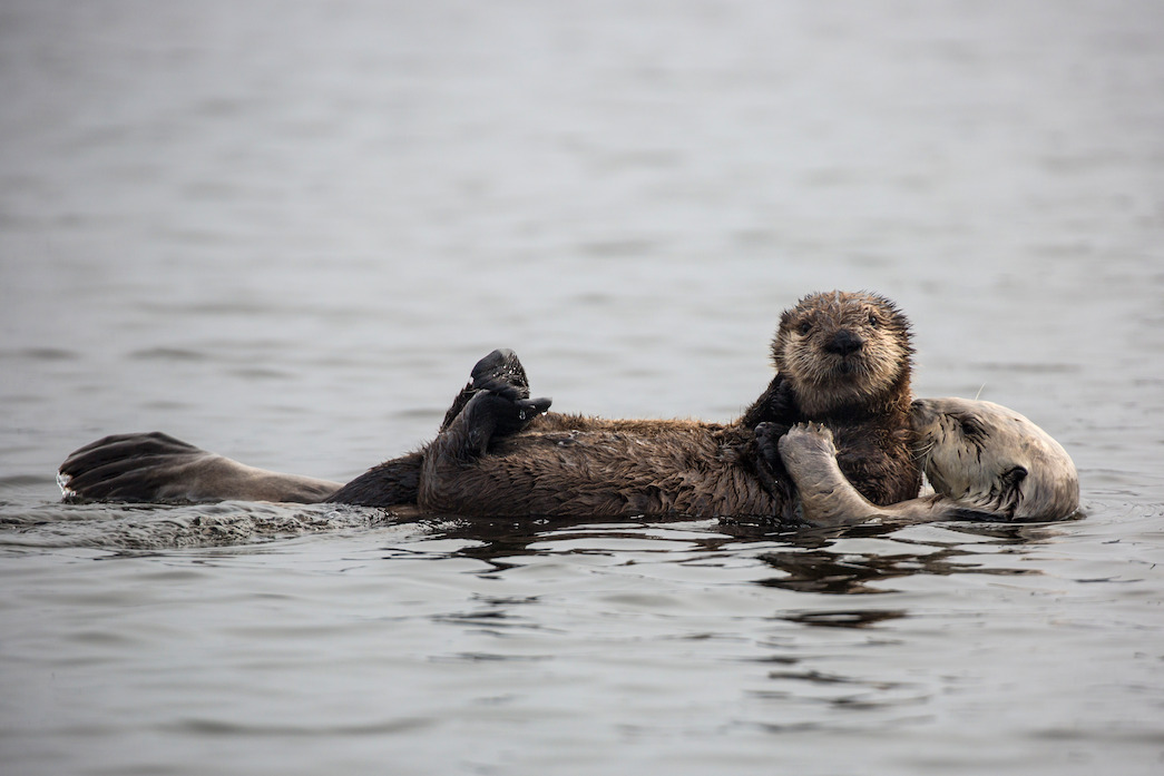 ‘Our Great National Parks’ Has Some Lush and Majestic Locations ...