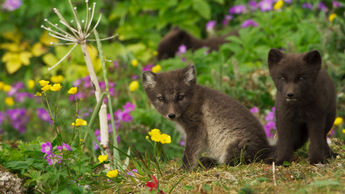 5 Cutest ‘Wild Babies’ from the Nature Docuseries - Netflix Tudum