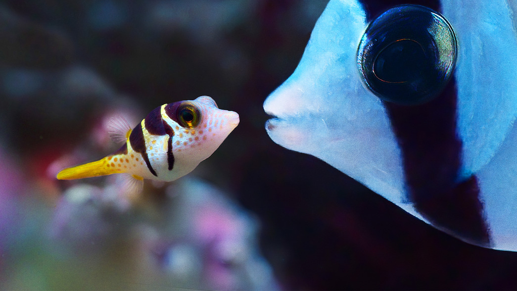 The Best Nature Documentaries To Watch on Netflix - Netflix Tudum