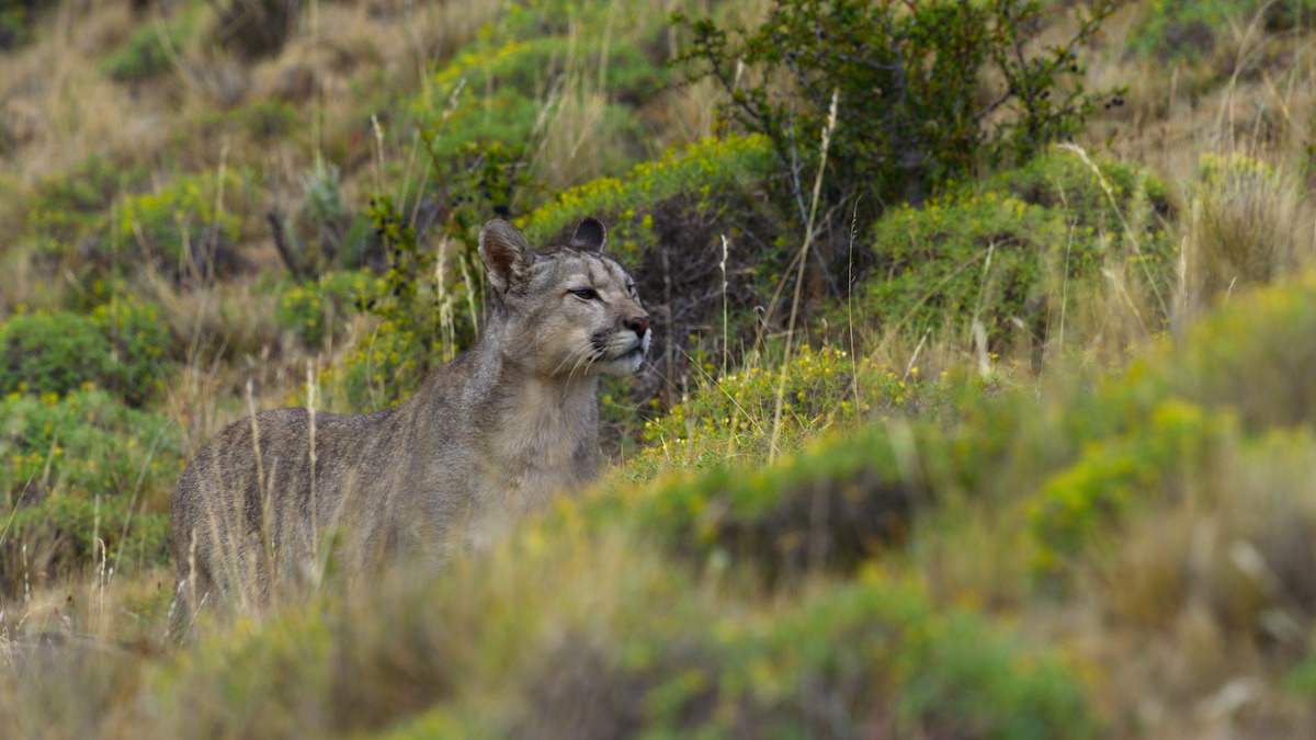 How Is 'Our Planet II' Made? Filmmakers Answer Questions About the ...