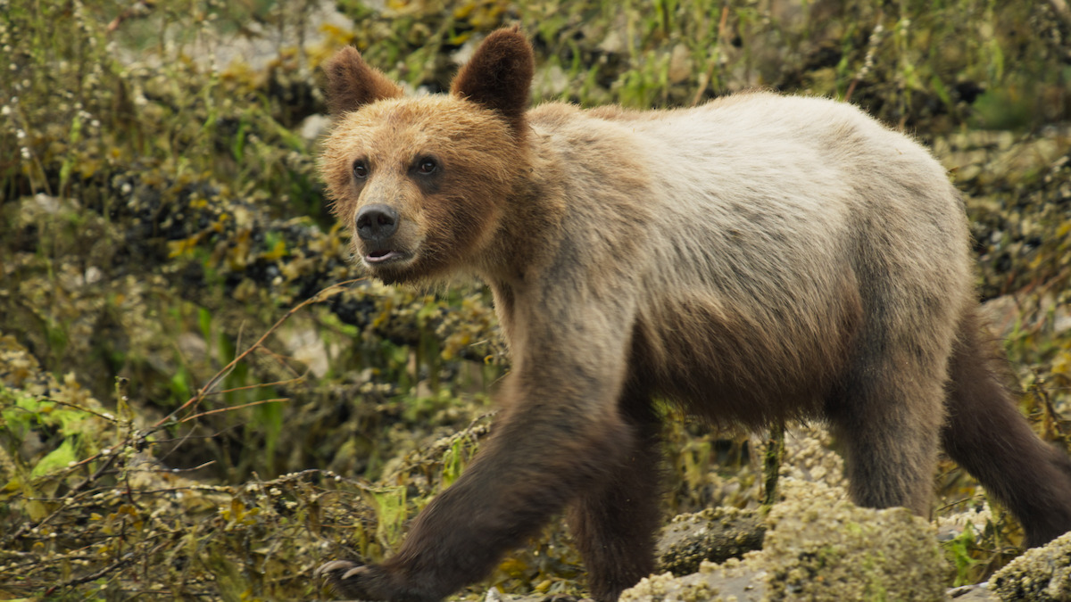 5 Cutest ‘Wild Babies’ from the Nature Docuseries - Netflix Tudum