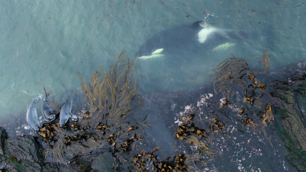 How Is 'Our Planet II' Made? Filmmakers Answer Questions About the ...