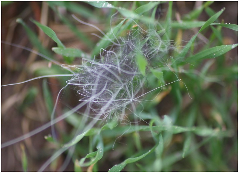 ‘Unsolved Mysteries’ Volume 3: ‘Paranormal Rangers’ - Netflix Tudum