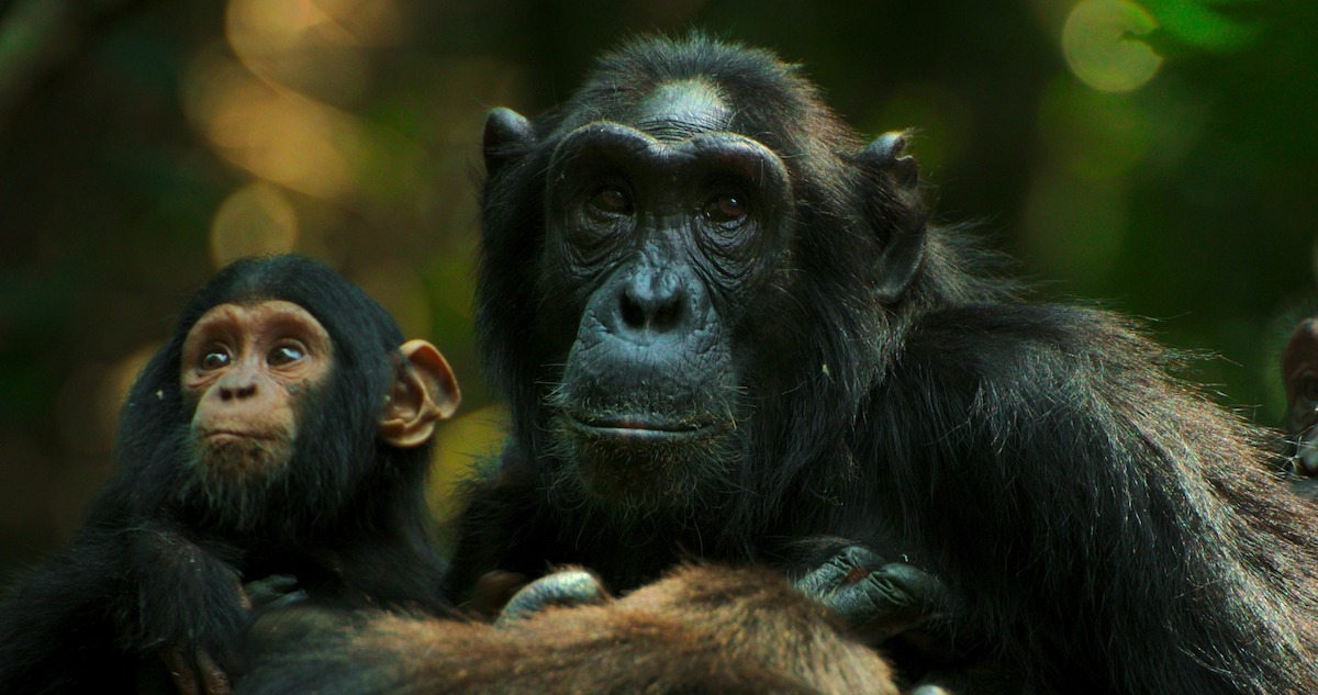 11 Best Docuseries to Stream on Netflix Right Now - Netflix Tudum