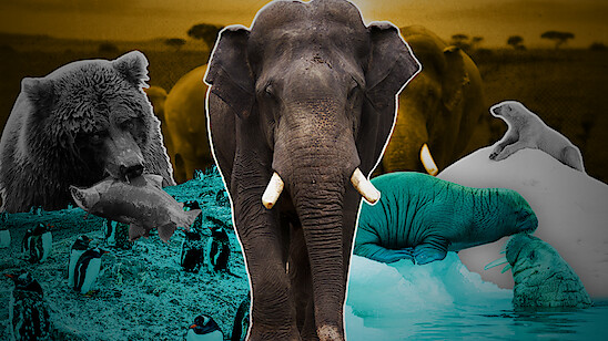 Our Planet
