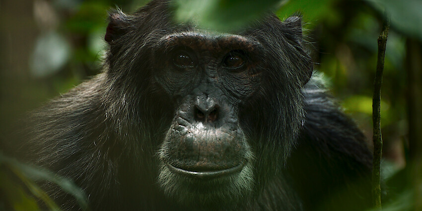 Chimpanzee Head Side View