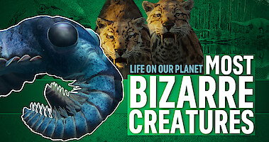 Life on Our Planet Cast, News, Videos and more