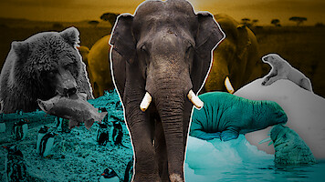 Our Planet Cast, News, Videos and more