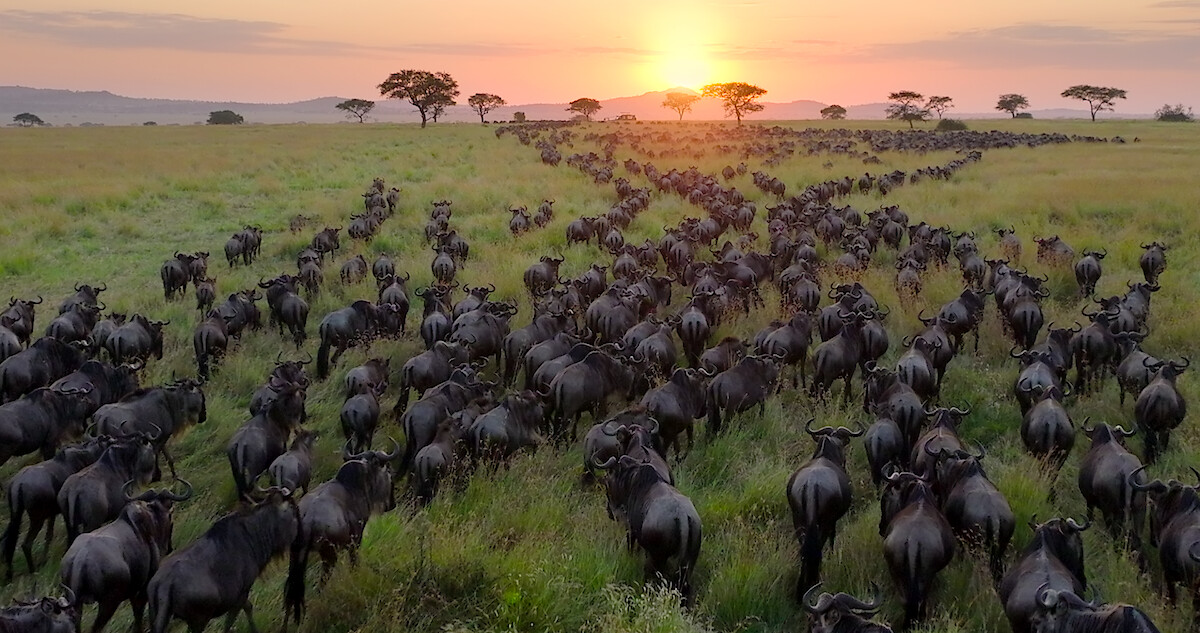 Our Planet 2 Sustainability Actions - Netflix Tudum