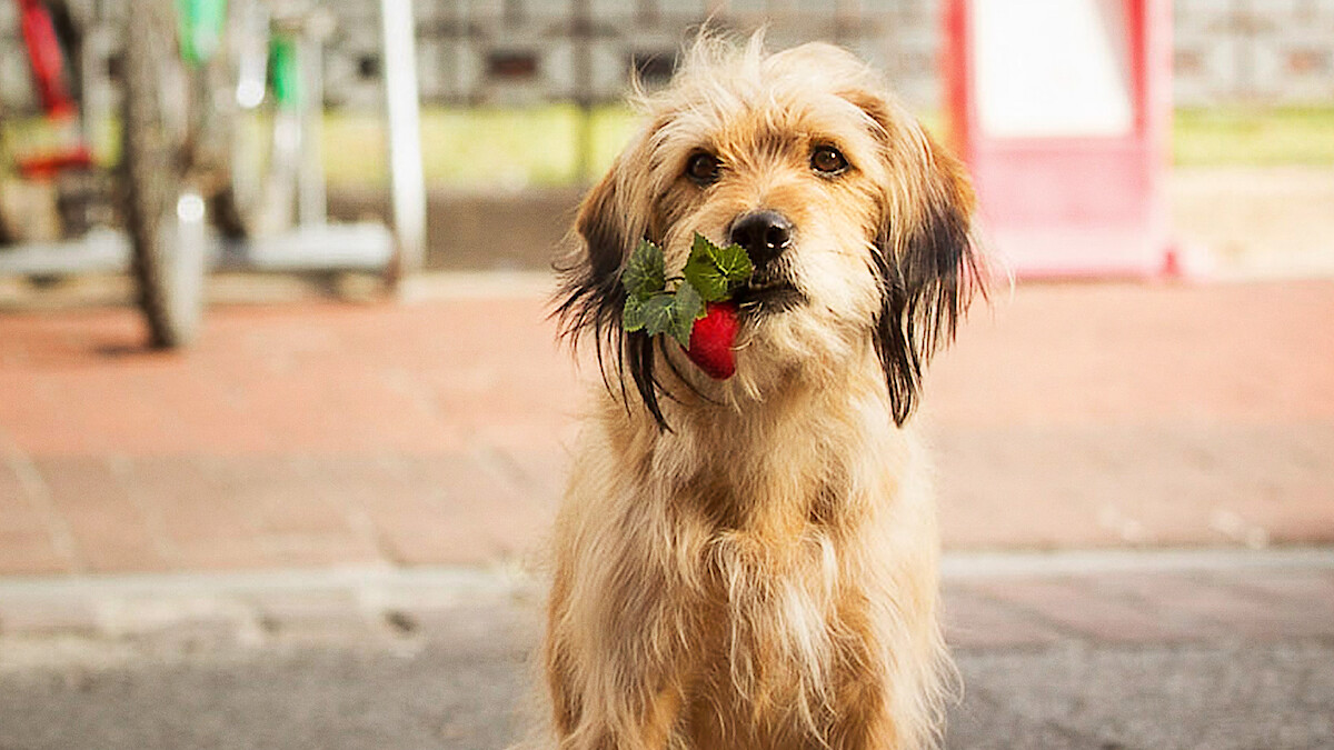 9 Best Dog Movies on Netflix - Netflix Tudum