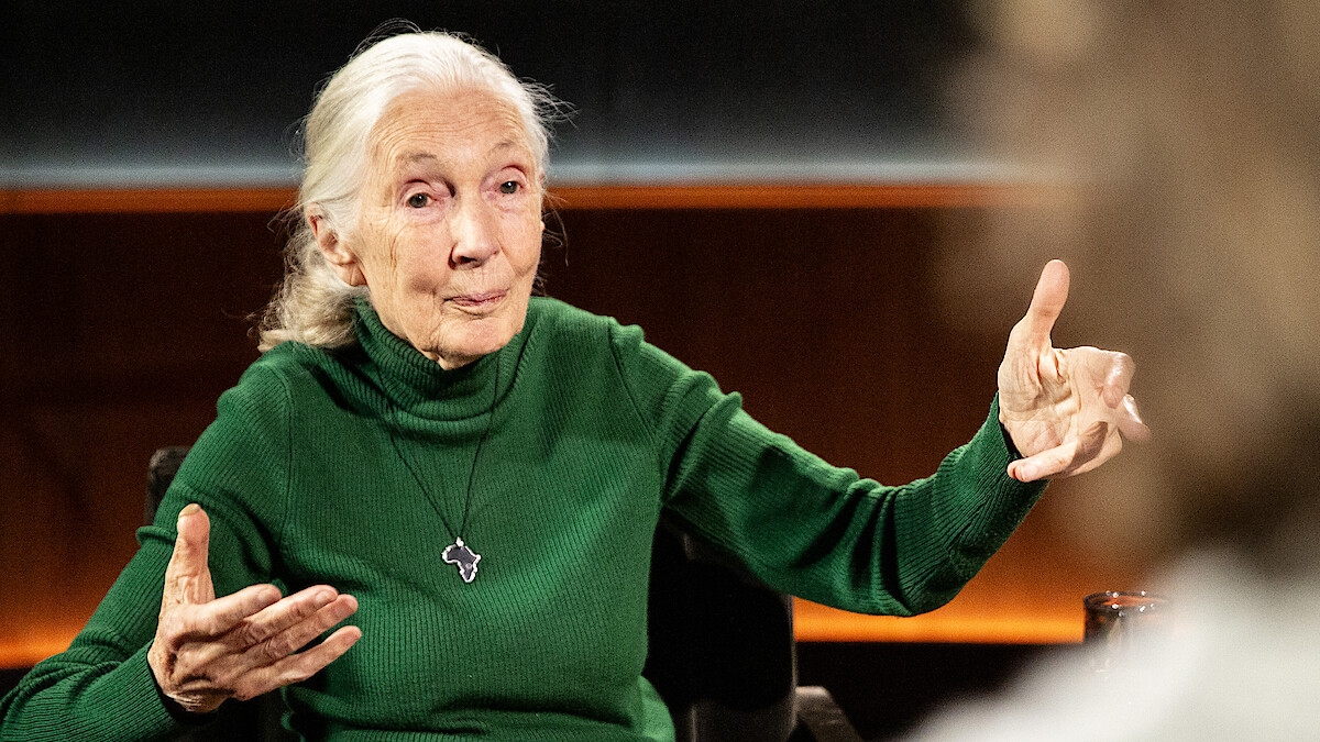 Jane Goodall Interview in Famous Last Words Netflix Documentary ...