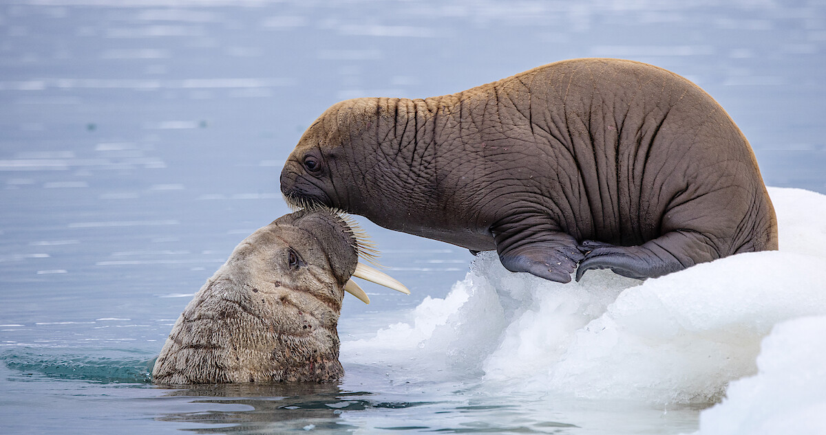 Our Planet II First Look Photos - Netflix Tudum