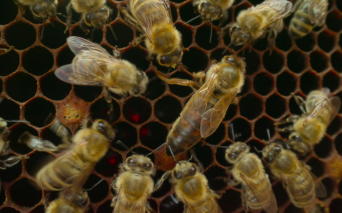 Our Planet Episode Guide and Recaps - Netflix Tudum